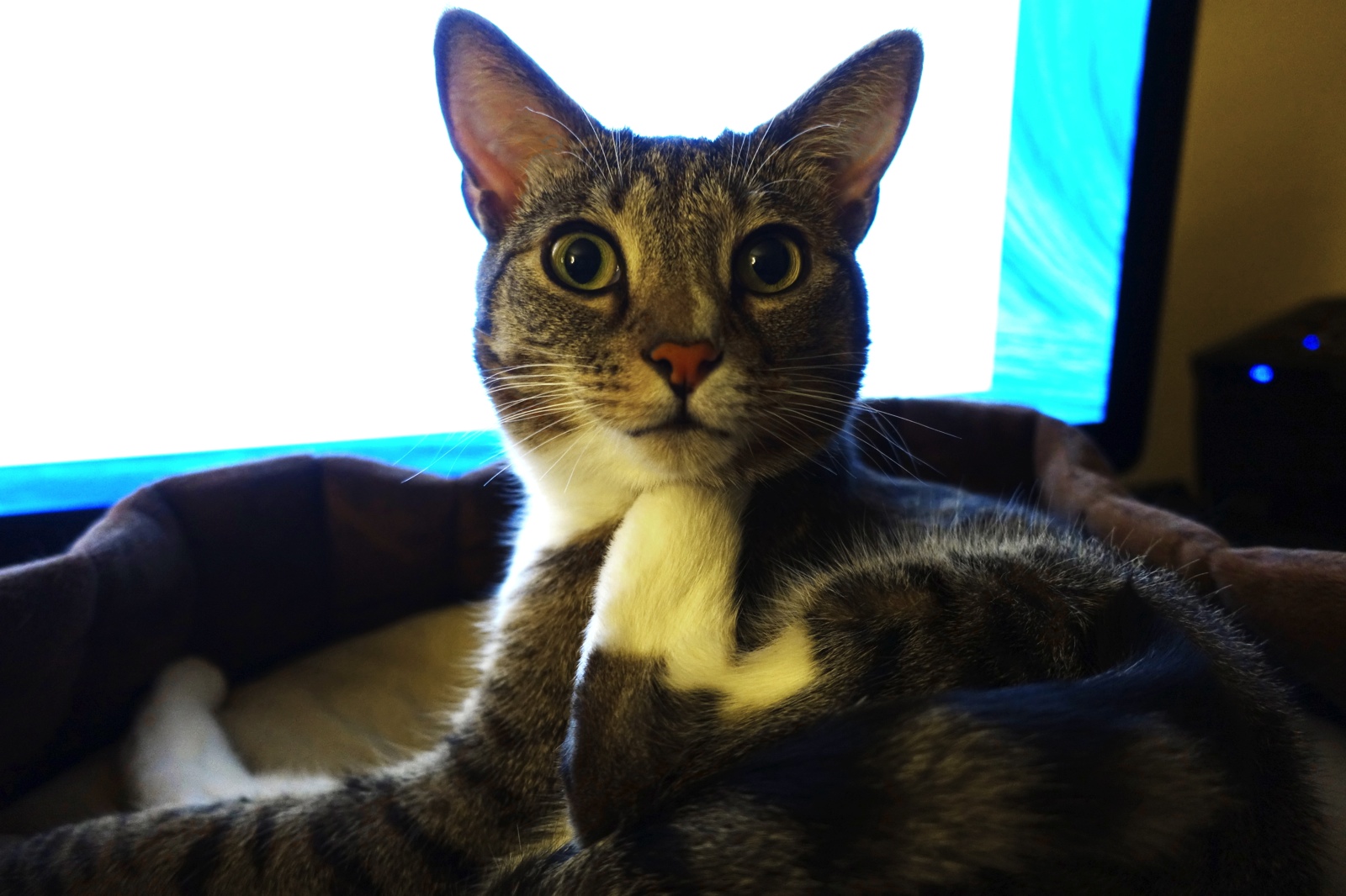 The grand performance of Luna, the virtuoso – Luna, the Little Chomper