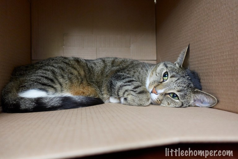 The Eviction Notice – Luna, the Little Chomper