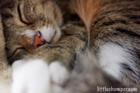 The Eviction Notice – Luna, the Little Chomper