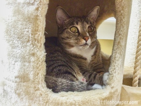 The Eviction Notice – Luna, the Little Chomper